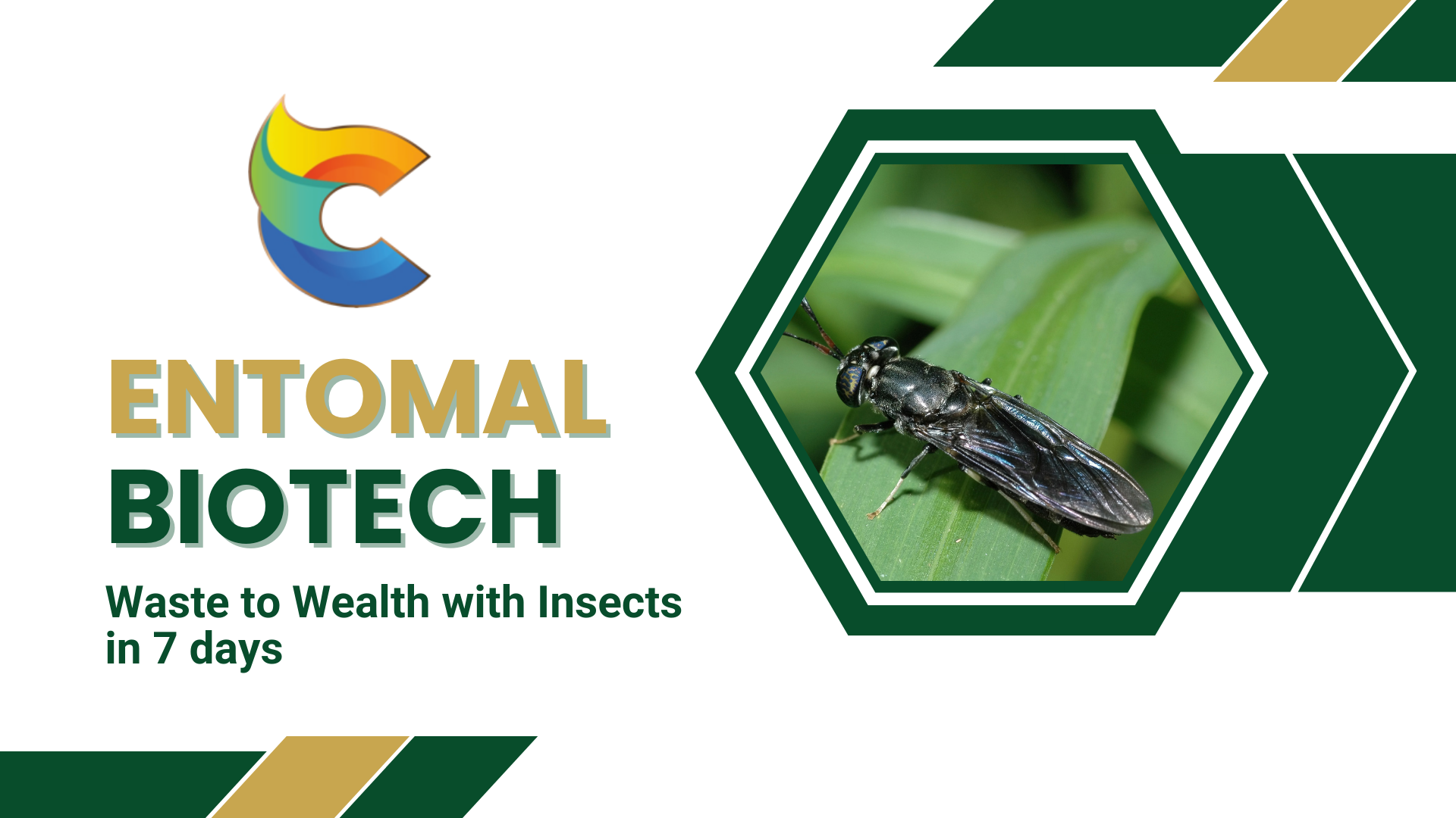 Entomal Biotech - Waste to Wealth with Insects in 7 days